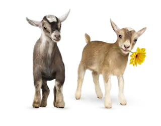 Refer a friend or family member & earn a reward | TELUS