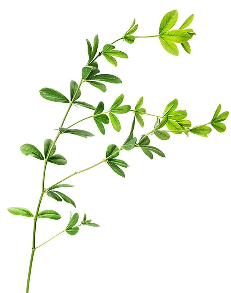 Operational Opportunities and Positions | TELUS