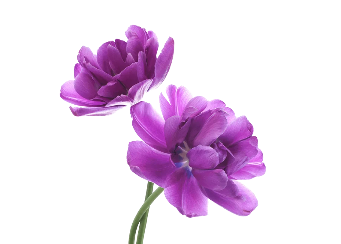 Investor Relations Overview - About | TELUS