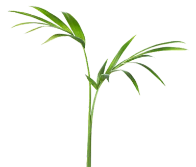 Kroll Care Plus | TELUS Health