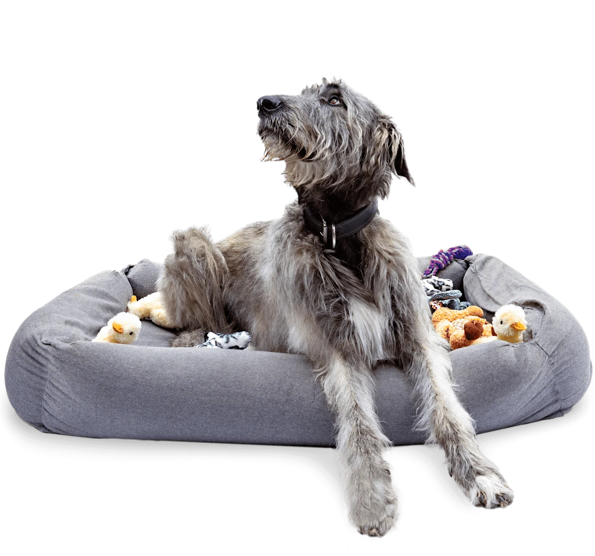 TELUS Health MyPet | TELUS