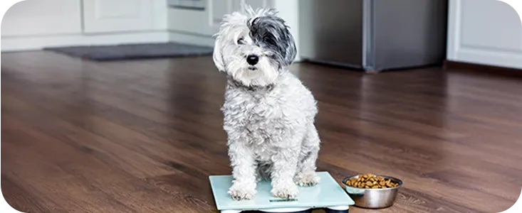 TELUS Health MyPet | TELUS