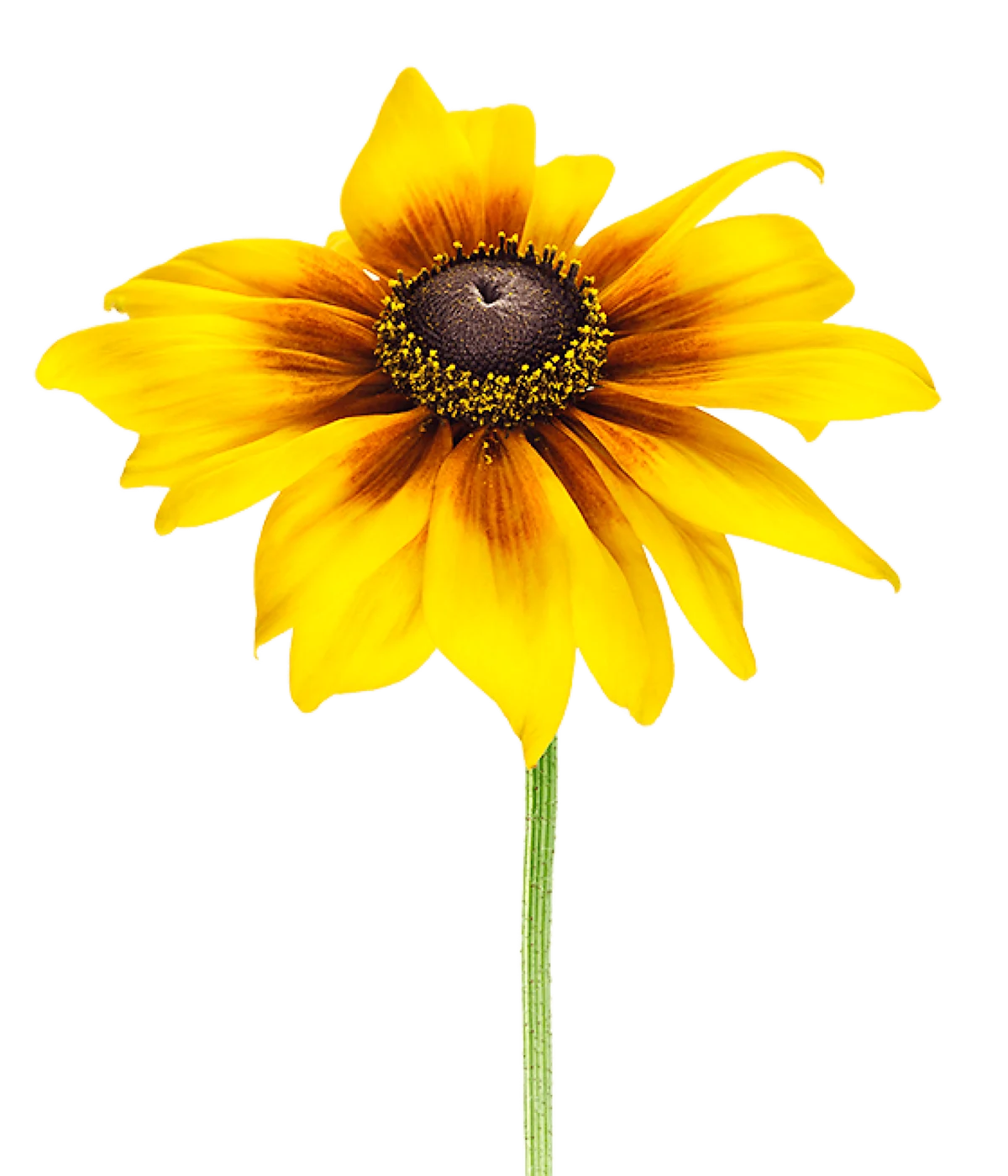 Investing to create opportunity for Canadians | TELUS