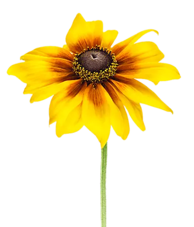 Investing to create opportunity for Canadians | TELUS