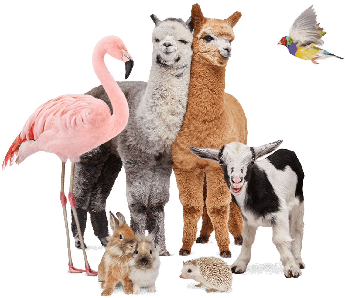 Newcomers to Canada - Home and Mobility Services | TELUS