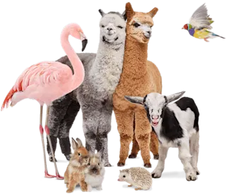 Newcomers to Canada - Home and Mobility Services | TELUS