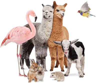 Newcomers to Canada - Home and Mobility Services | TELUS