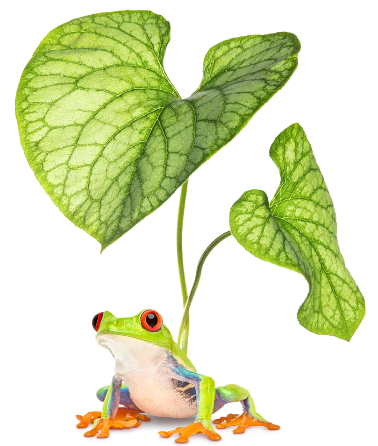 Device Protection: Device Care Complete & AppleCare+ | TELUS