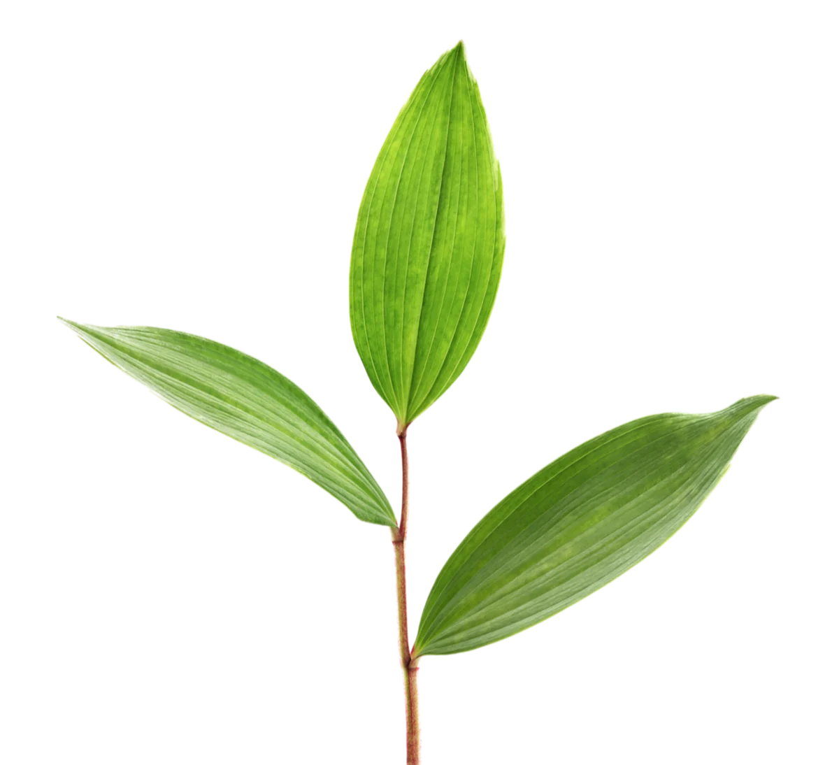 Powered by purpose to help improve our world | TELUS