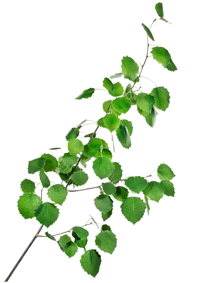 Diversity and Inclusion | TELUS