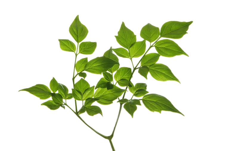 Getting ready for installation | TELUS