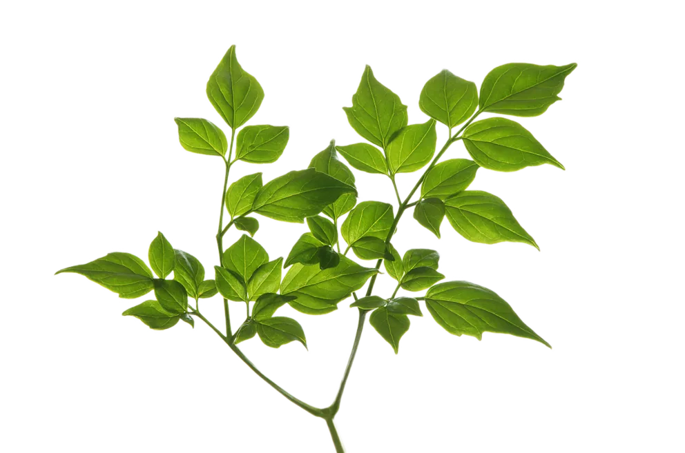 Getting ready for installation | TELUS