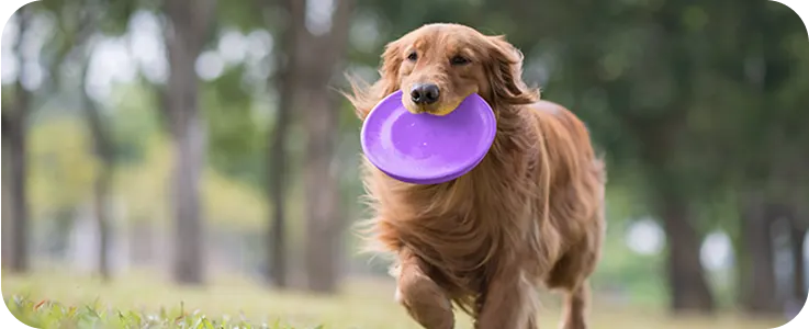 TELUS Health MyPet | TELUS