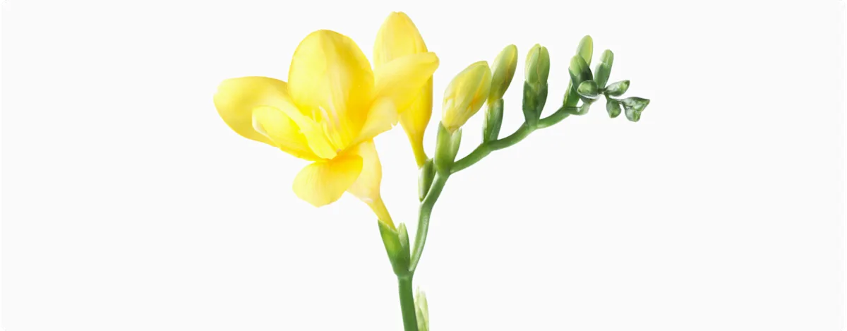 Connecting for Good Programs | TELUS