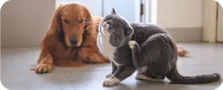 Mon Animal TELUS Santé | TELUS