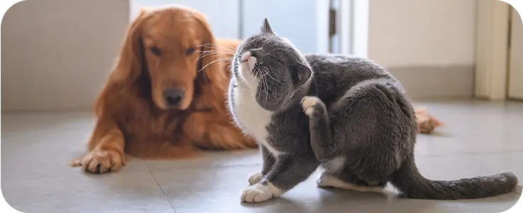 TELUS Health MyPet | TELUS