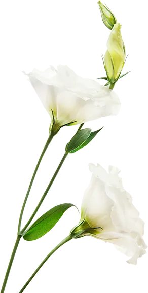 IV Infusion Therapy | TELUS Health Care Centres