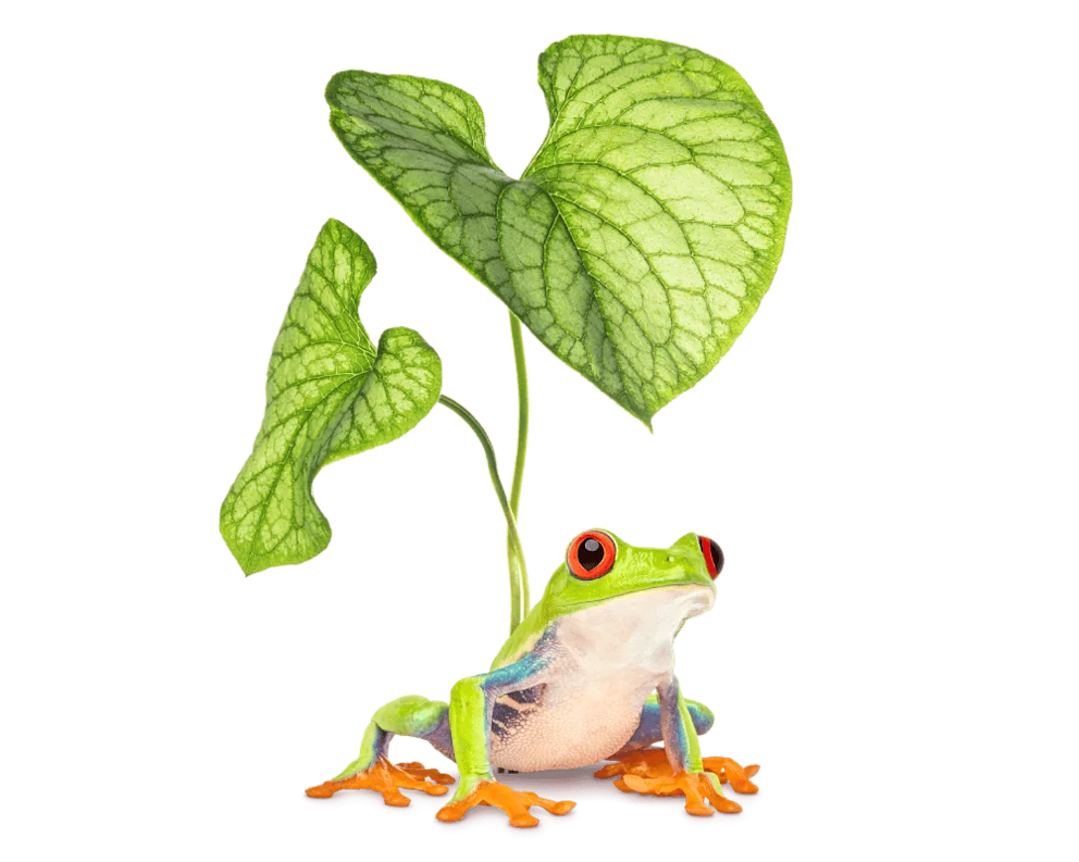 Shop iPhone and Unlimited Data Plans in Canada | TELUS