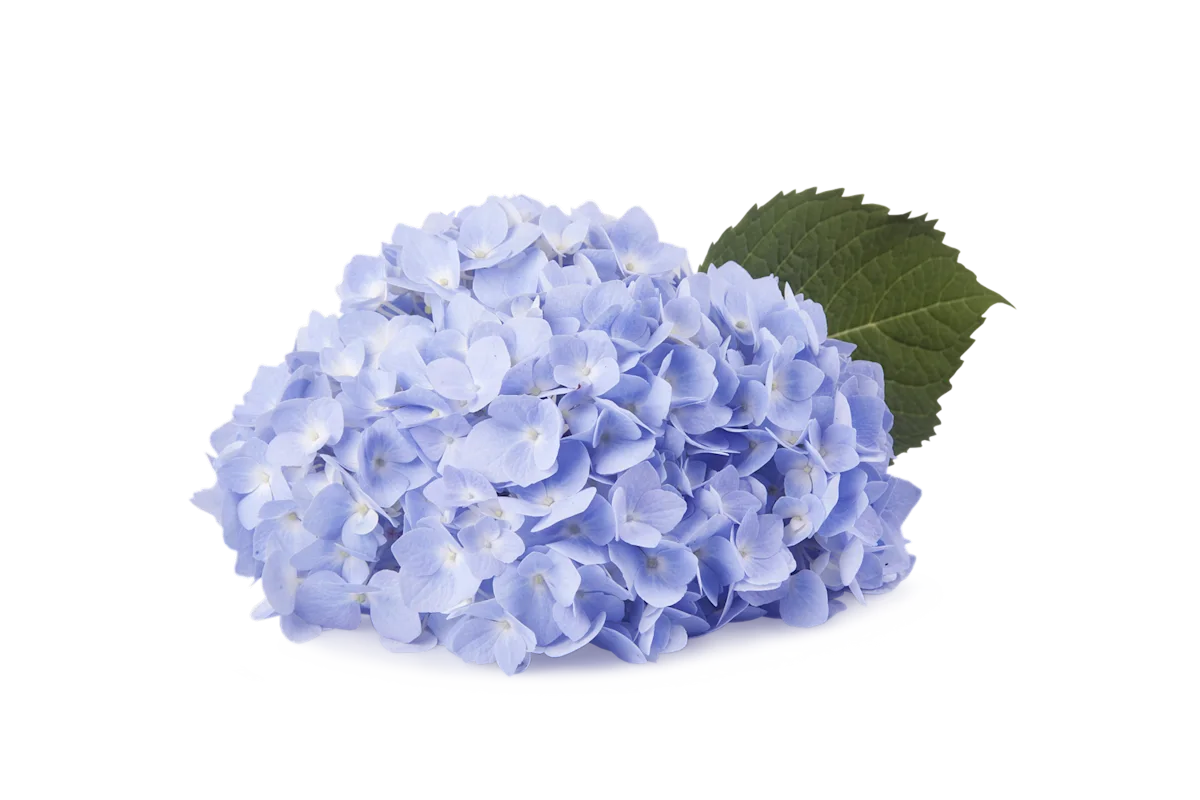 Privacy and cookies | TELUS Health