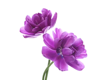 Why invest in TELUS, Investor Relations | TELUS