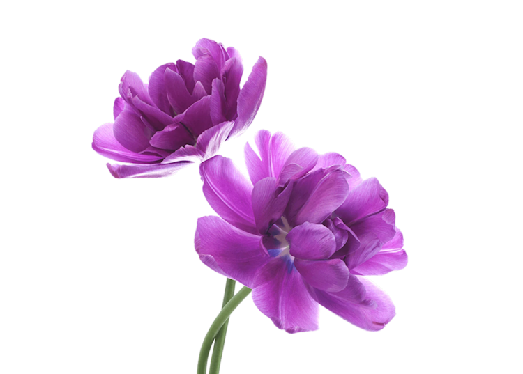 Pourquoi investir dans TELUS | TELUS