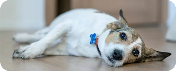 TELUS Health MyPet | TELUS