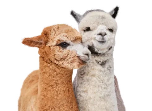 5G and LTE Network Coverage, Map, Speed | TELUS