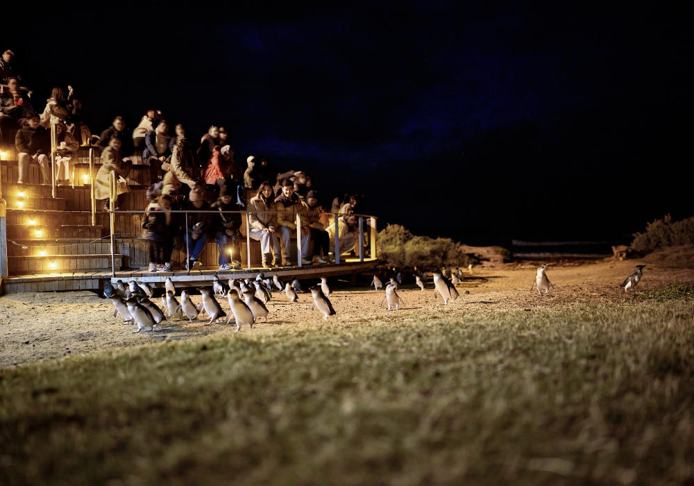 Phillip Island Penguin Parade Guide | NRMA Parks