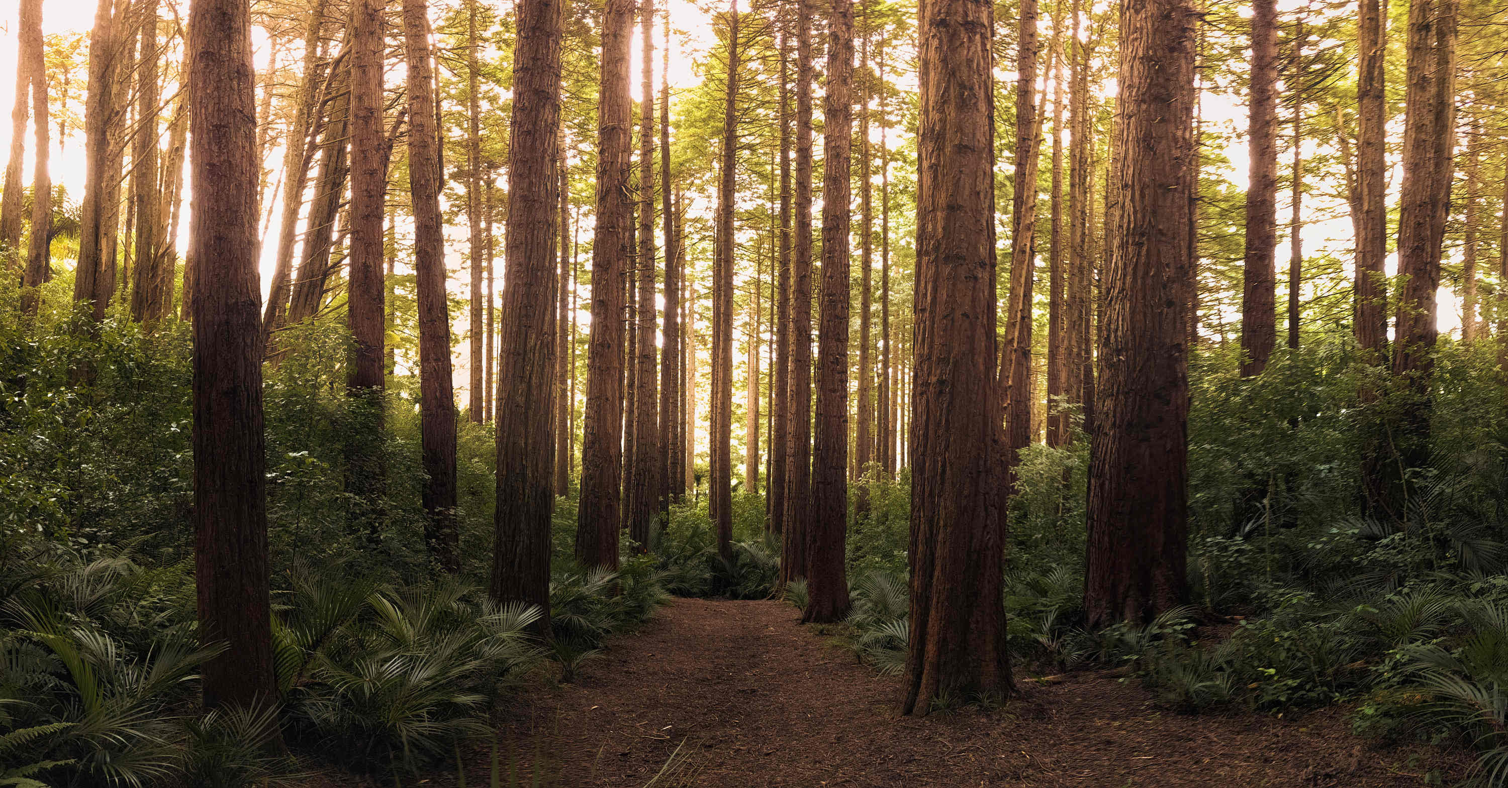 Increased Forest Cover - Make It Wood