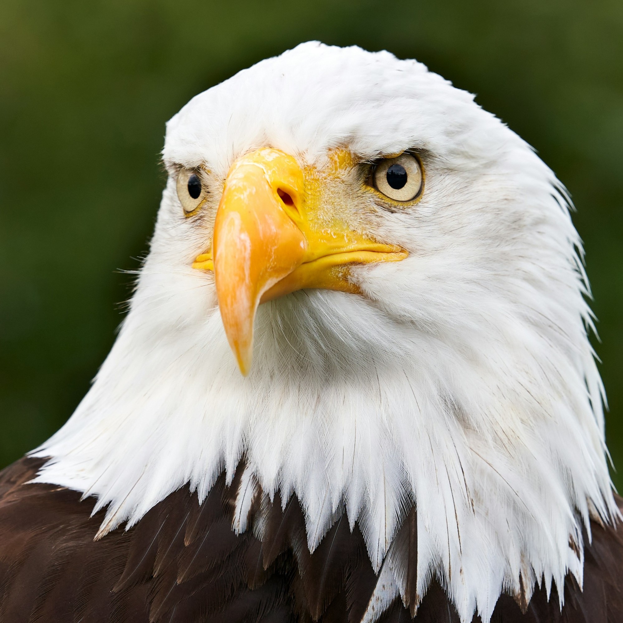What to Know About the Constitution Party | GoodParty.org