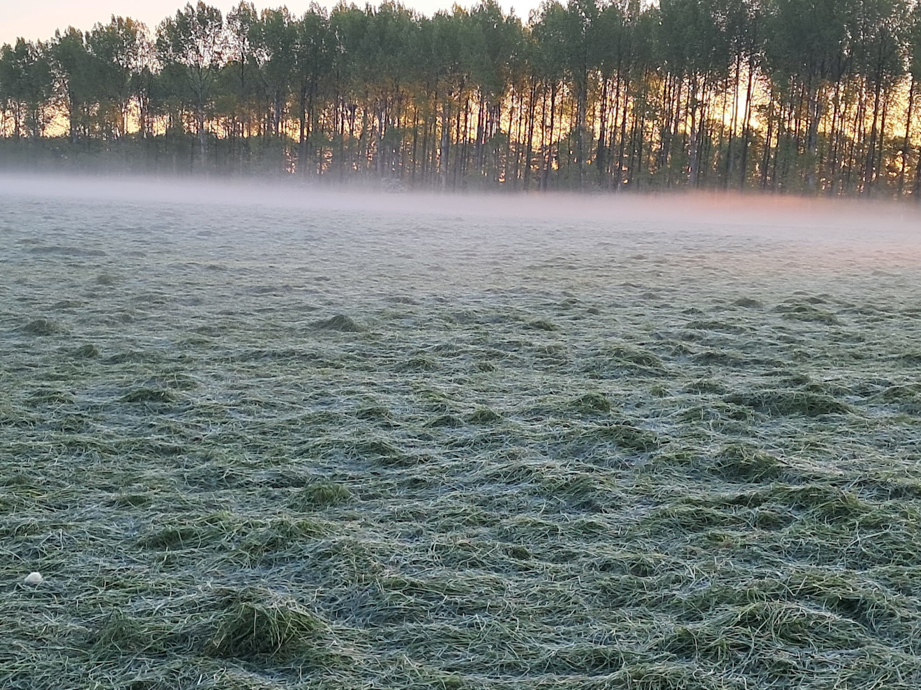 Opnieuw koud: matige vorst in de duinpannen | Weerverteller