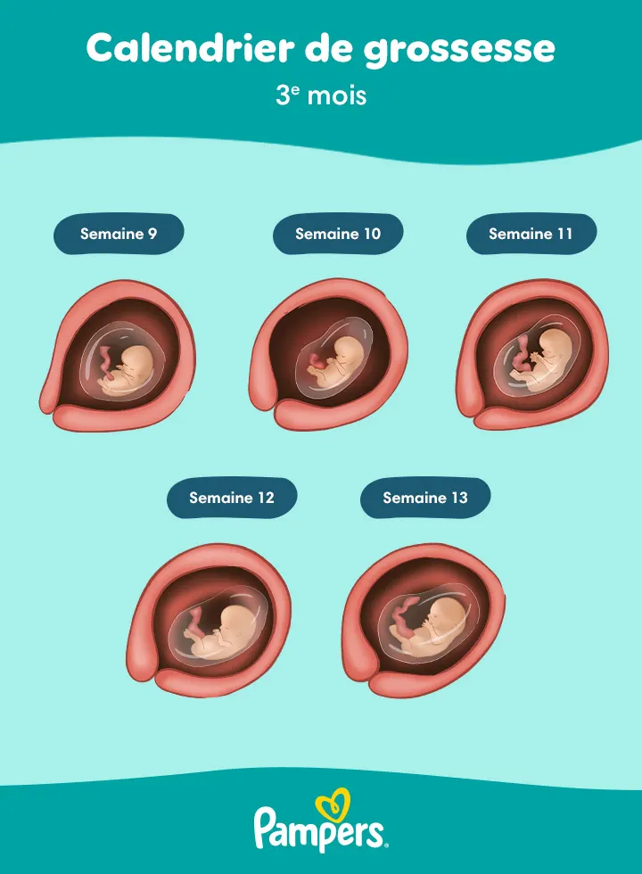 3 mois de grossesse : développement du fœtus | Pampers FR