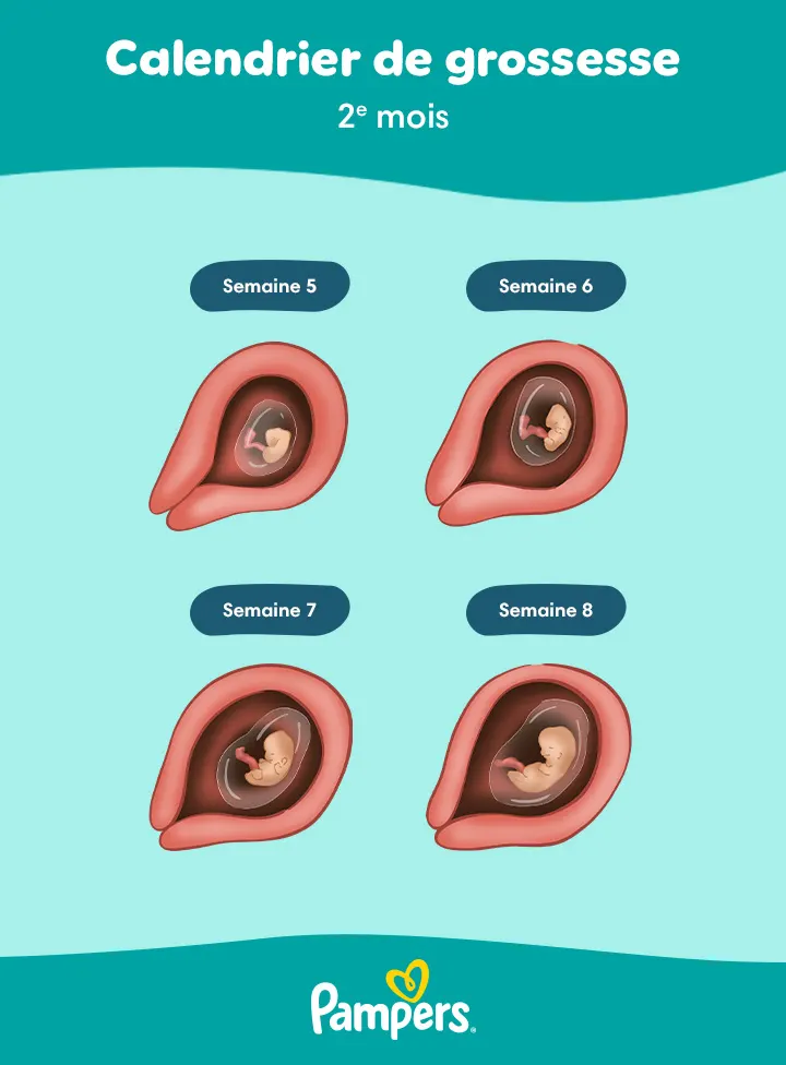 2 mois de grossesse : changements et conseils | Pampers FR