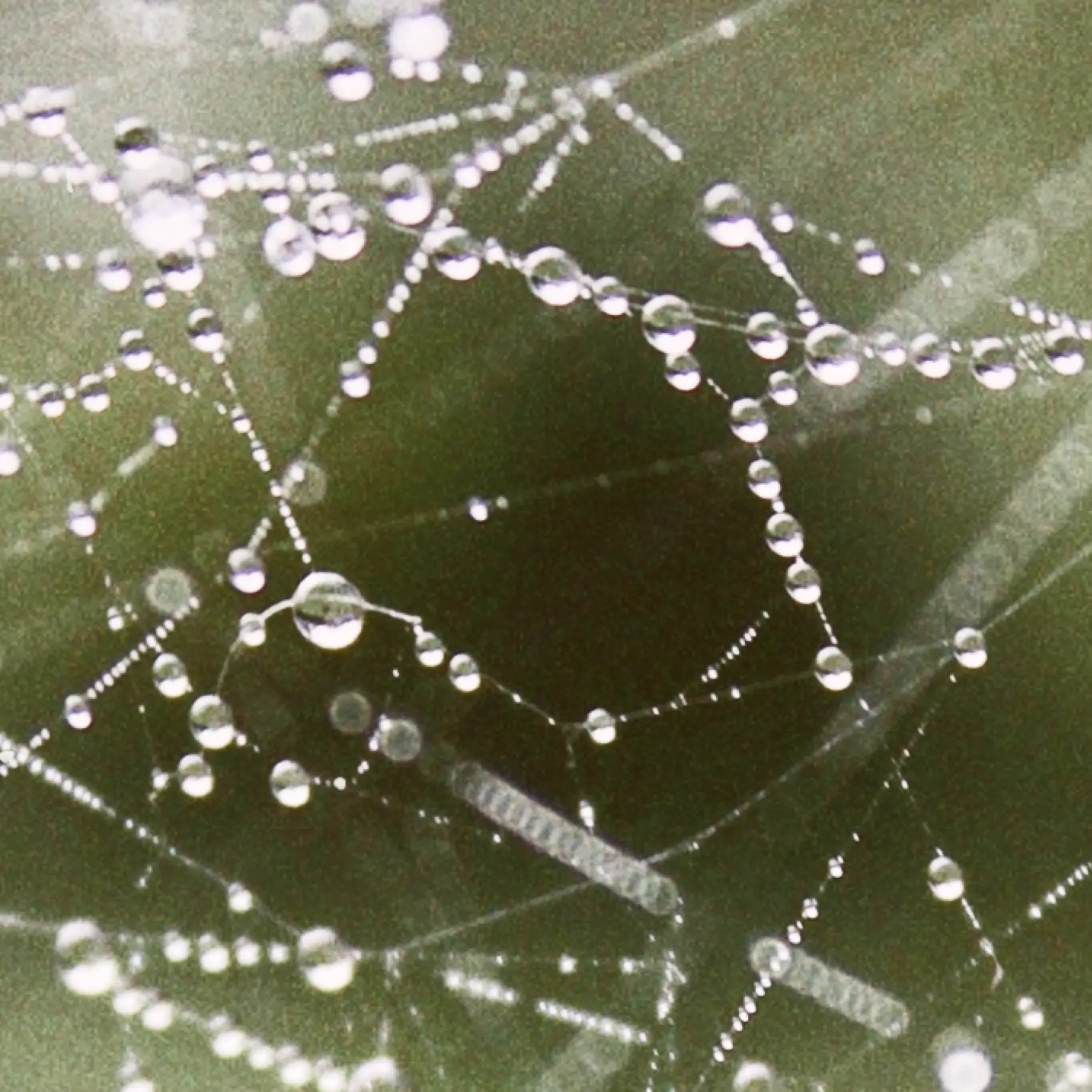 Intimate Strings — LABS