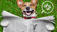 The Top 5 Funniest Dog Names The Top 5 Funniest Dog Names