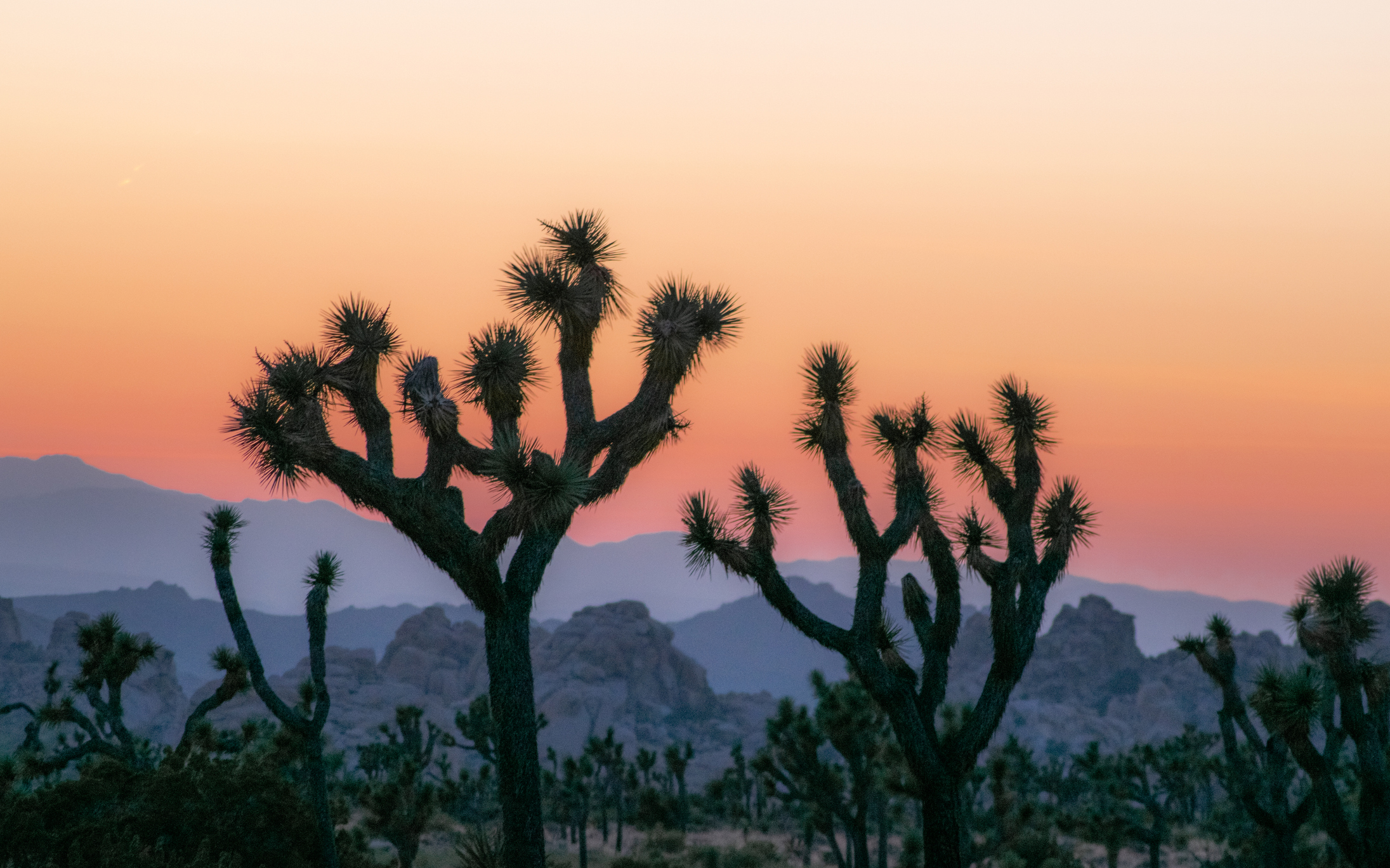 Hope for the Future of Western Joshua Trees - CEB Articles