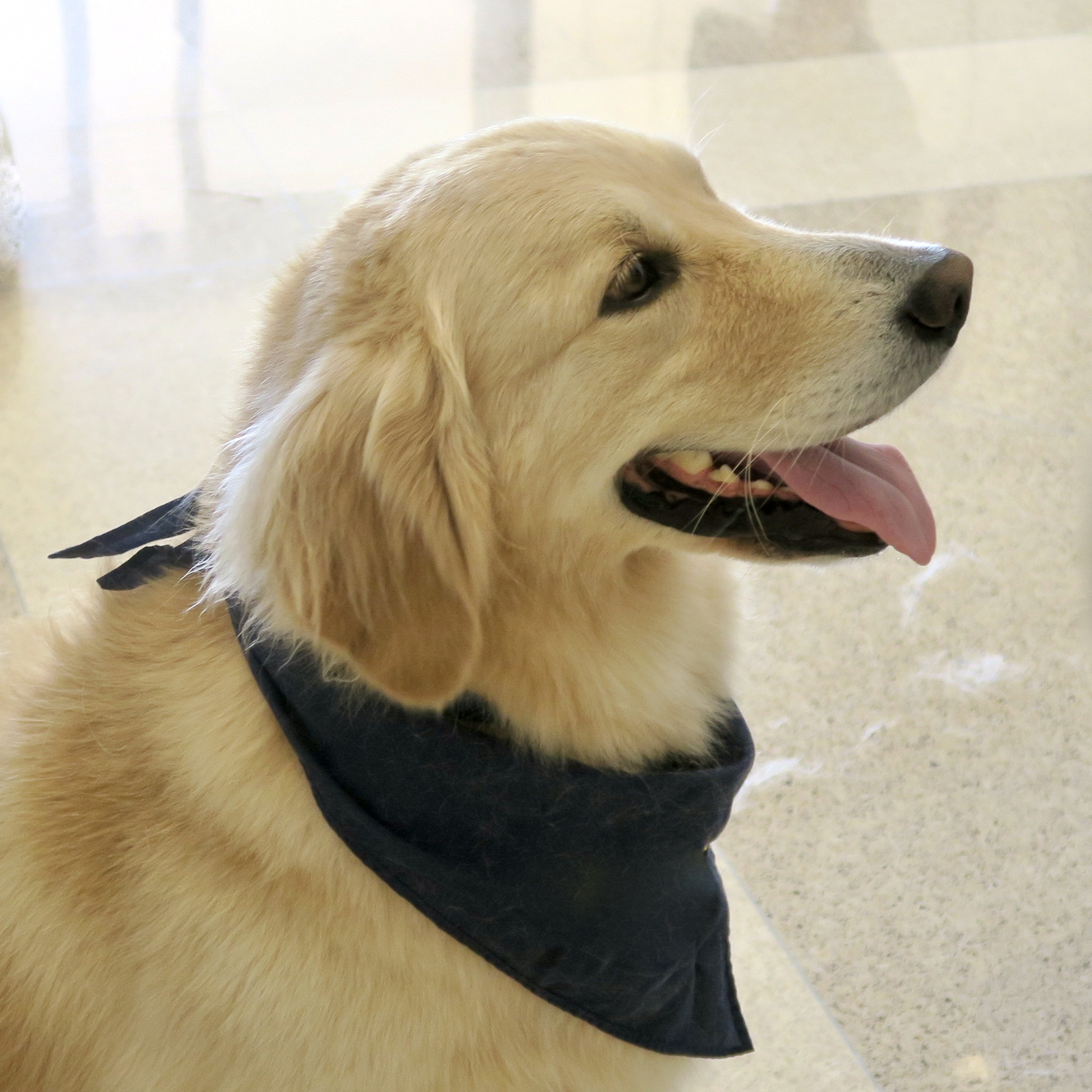 Gone to the Dogs: New Case Clarifies California's Law Allowing Court ...