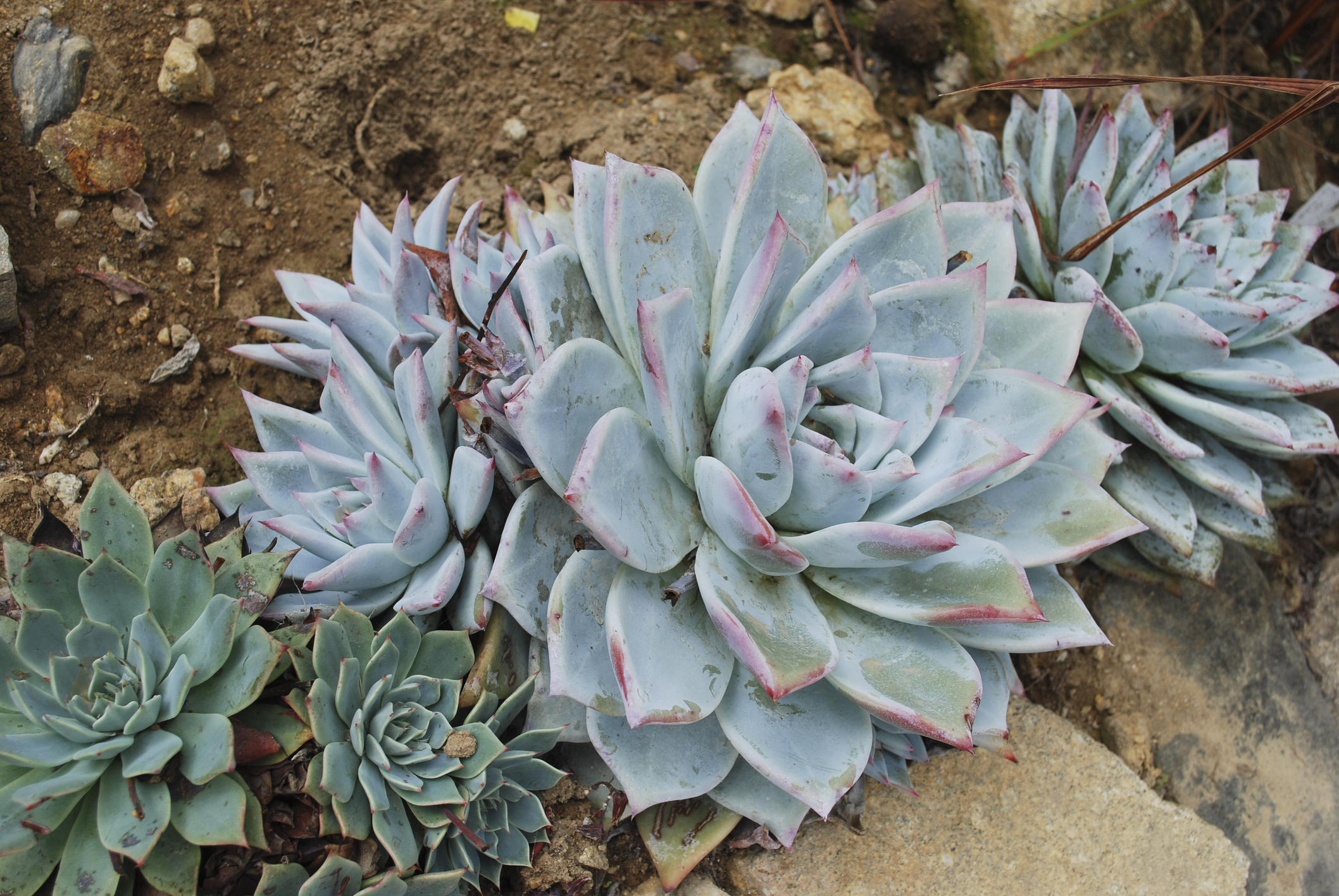 AB 223 Targets International Black Market for Succulent Plants - CEB ...