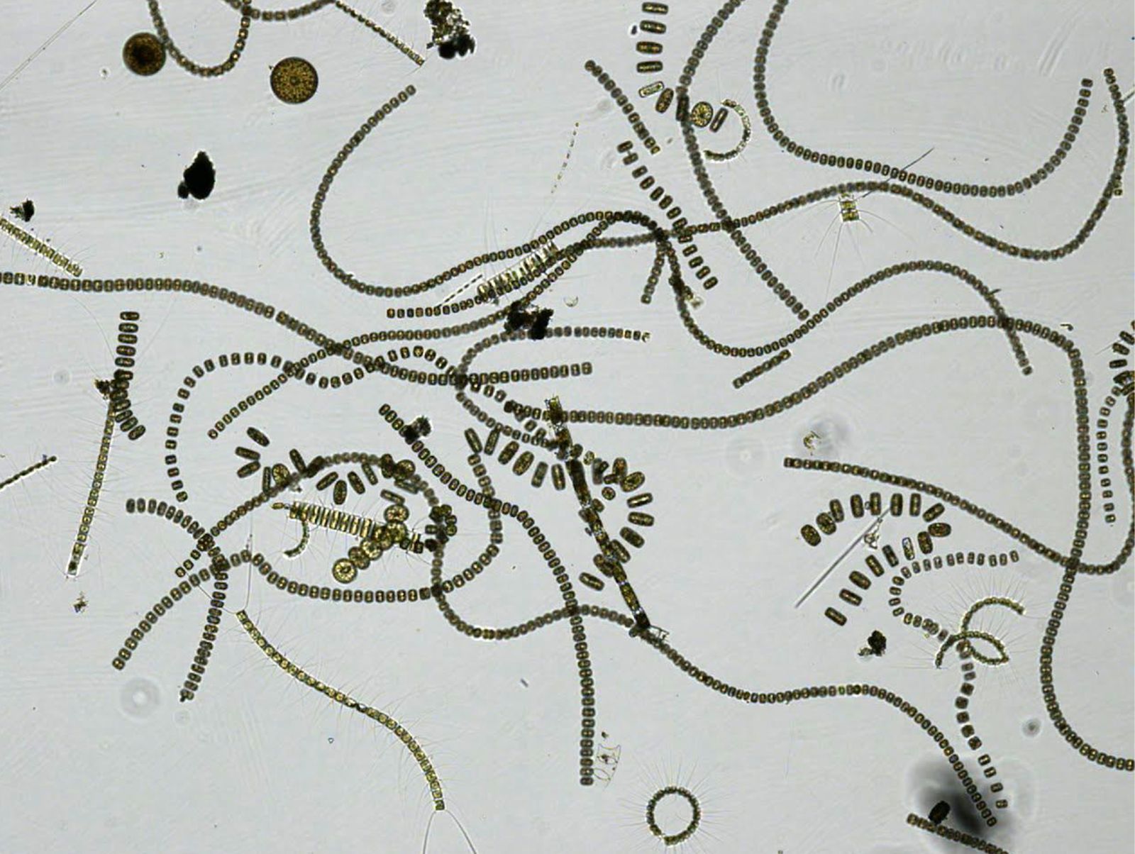 Plankton Patterns | VIS-A-THON