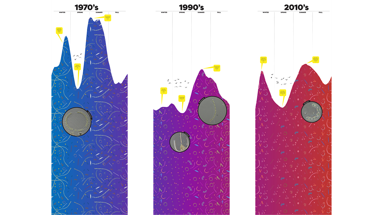 Plankton Patterns | VIS-A-THON
