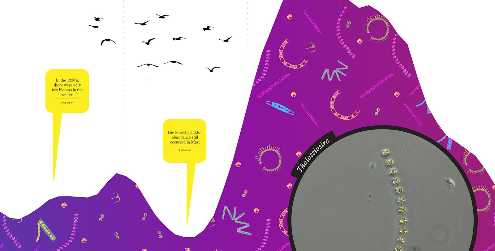 Plankton Patterns | VIS-A-THON