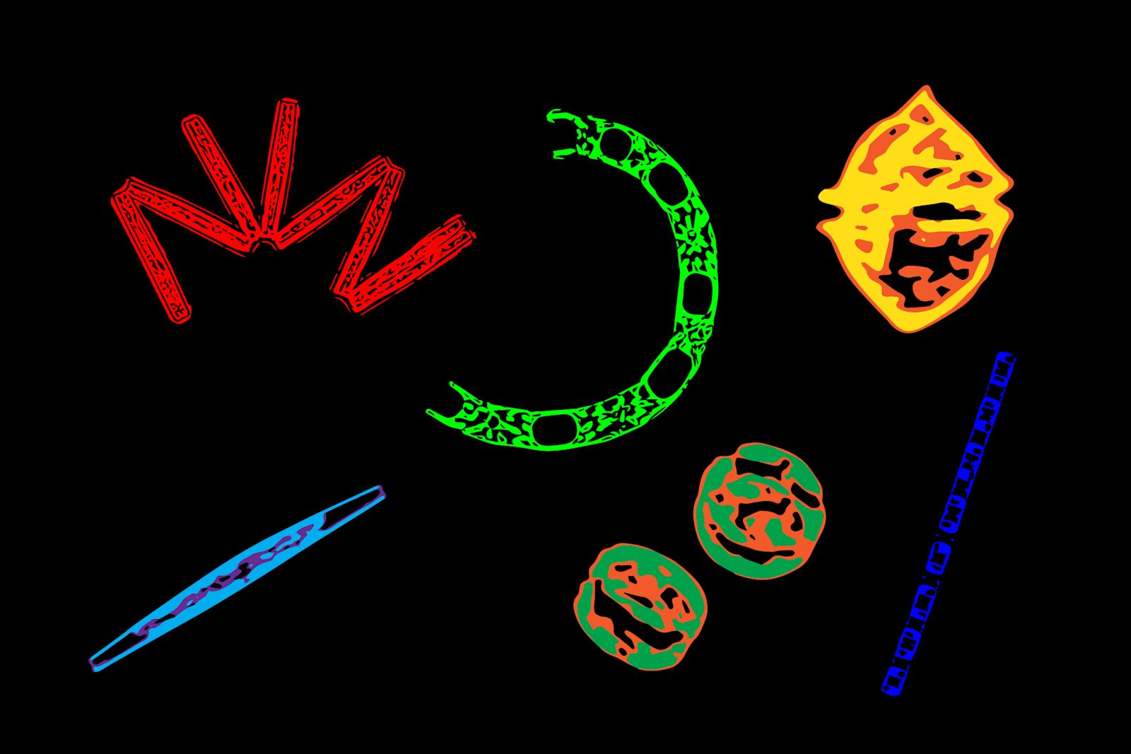 Plankton Patterns | VIS-A-THON