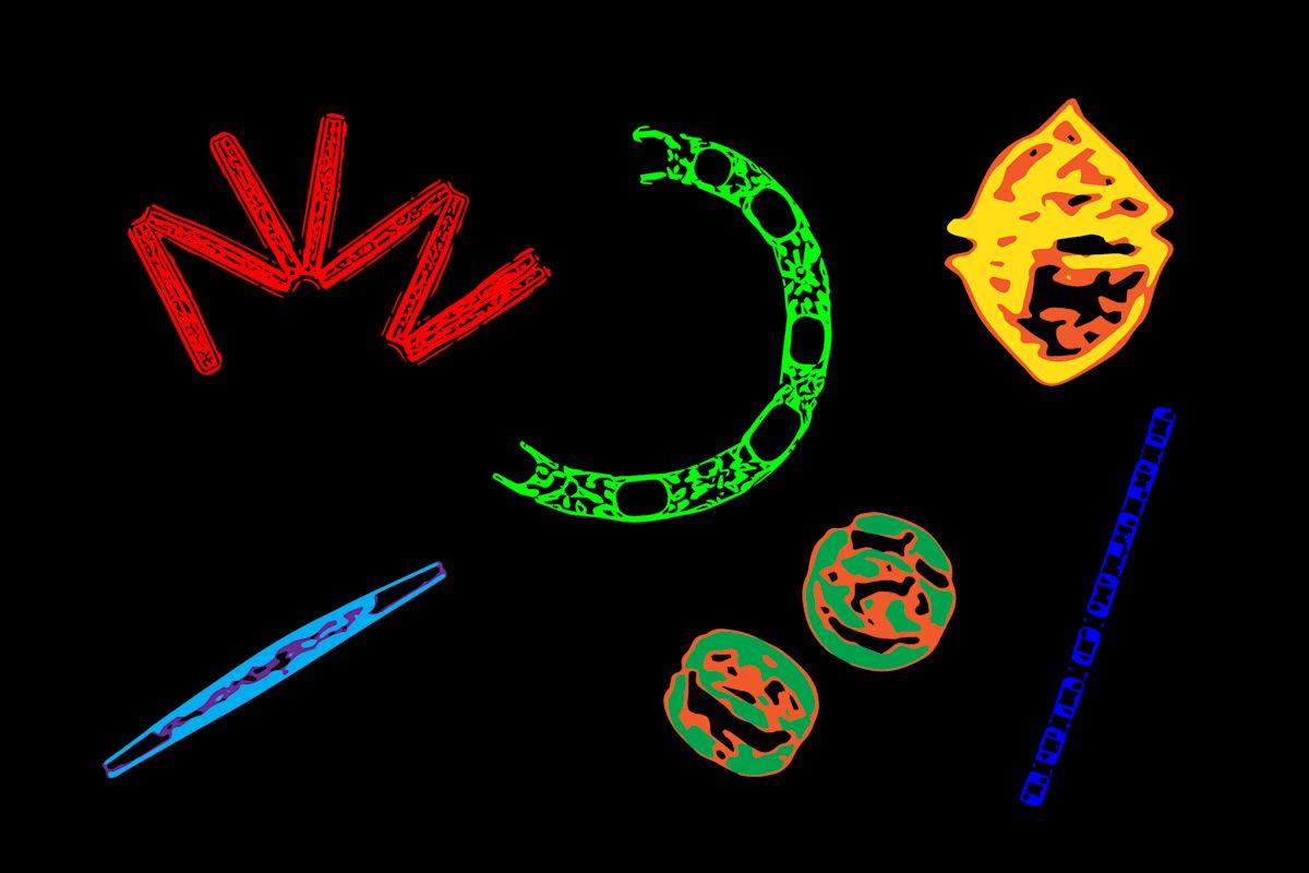 Plankton Patterns | VIS-A-THON