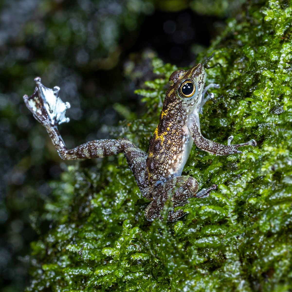 The Shape of Frog Dance | VIS-A-THON