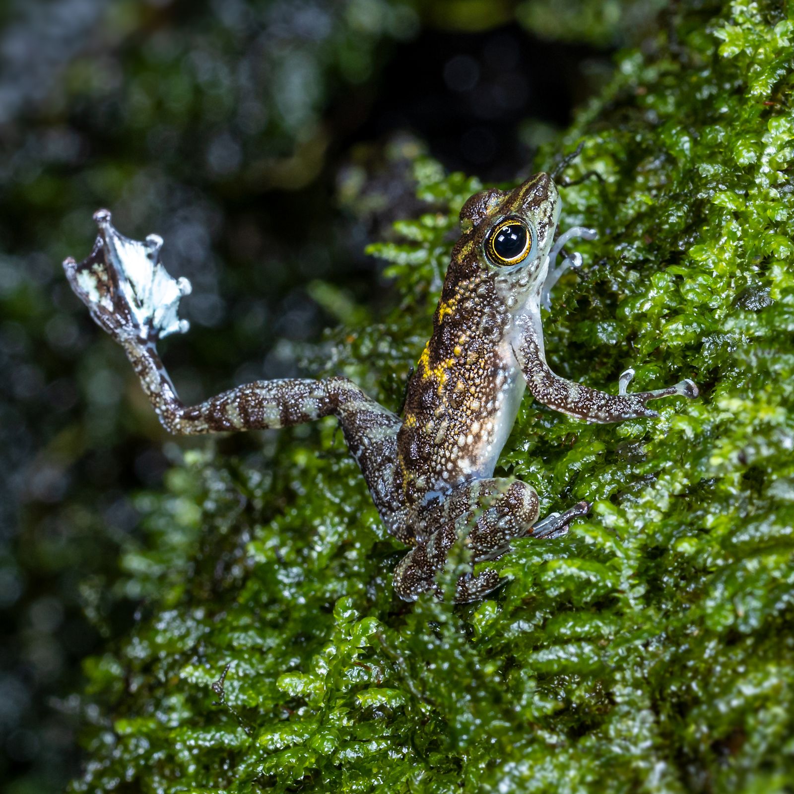 The Shape of Frog Dance | VIS-A-THON