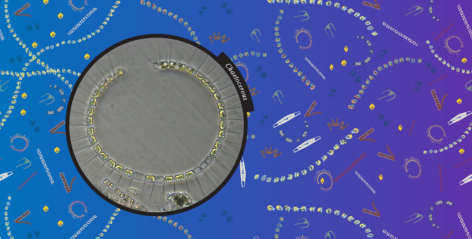 Plankton Patterns | VIS-A-THON