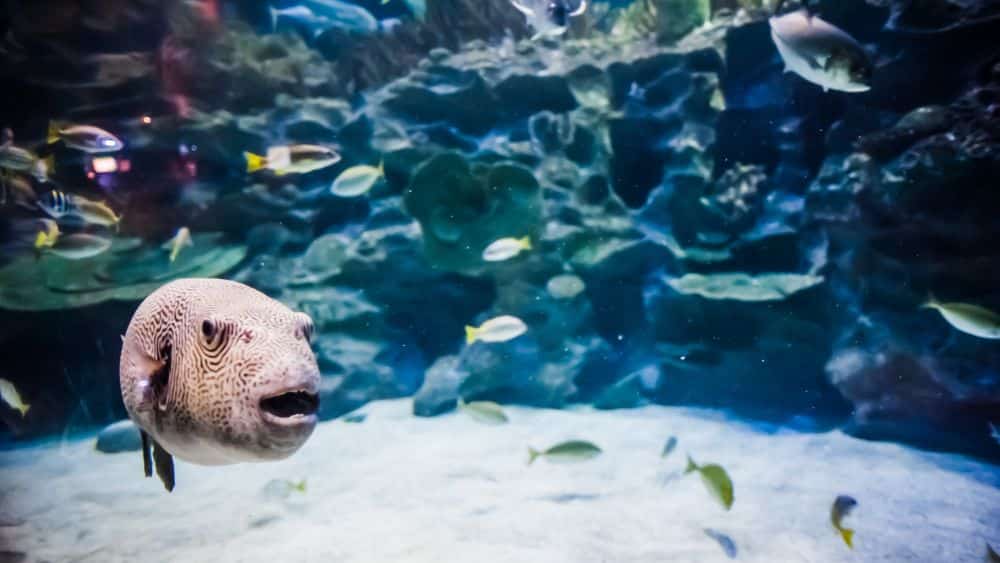 Step-by-Step Guide to Moving Aquatic Pets - NewHomeSource.com