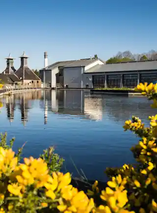 The Singleton Radiant Spring Garden, 1L - Gardens of Abundance ...