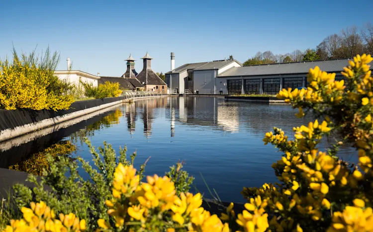 The Singleton Radiant Spring Garden, 1L - Gardens of Abundance ...