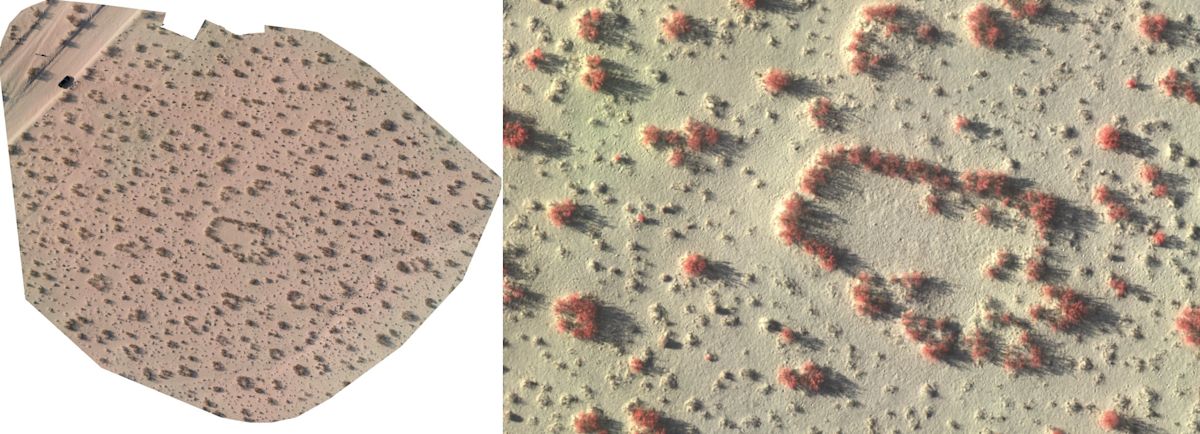 King Clone: Botanical Archaeology with Parrot Sequoia | Pix4D